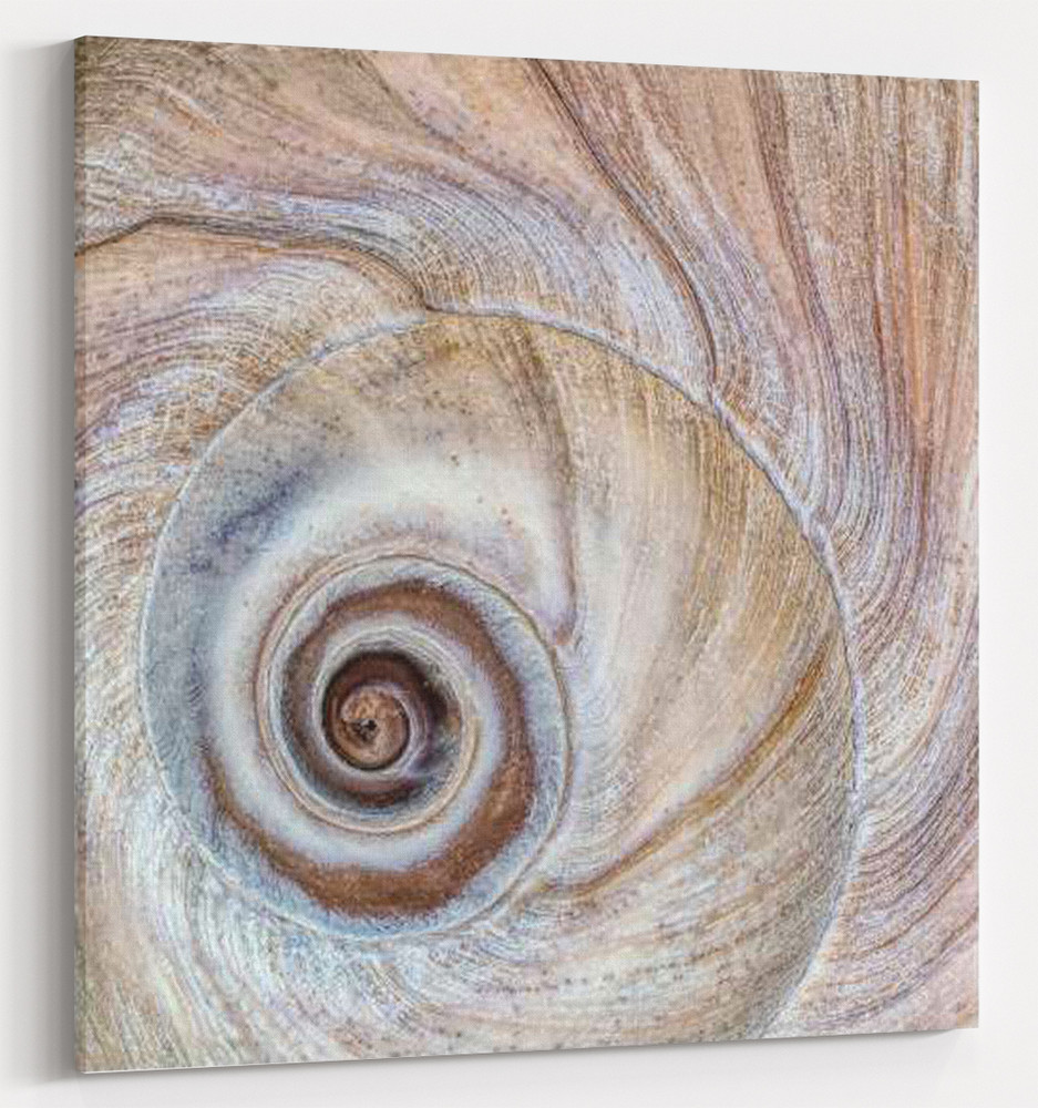 Snail Snail Art Desert Pop