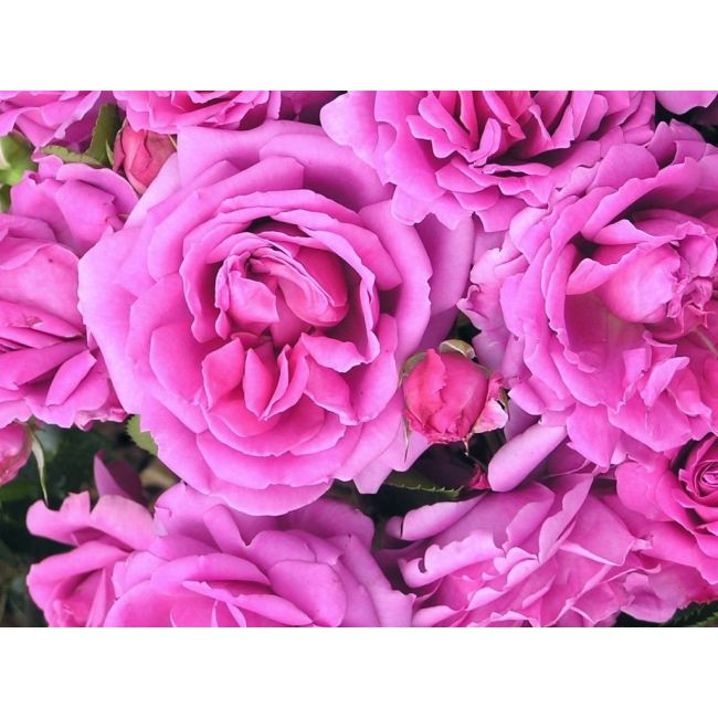 The Imagine Rose | Against Breast Cancer