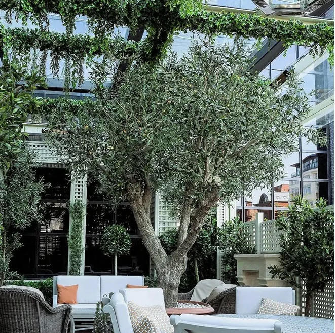 Orla: Extra Large Faux Olive Tree - Artificial Mature Olive Tree ...