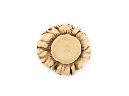 30-40mm Deer Antler Polished Undrilled Rosette, 1 Count (Closeout ...