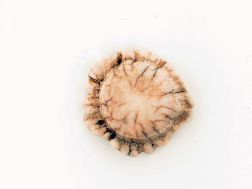 Approx 30-40mm Deer Antler Polished Undrilled Rosette, 1 Count ...