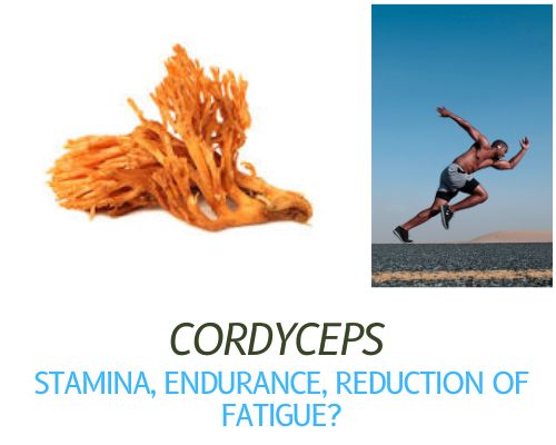 What are the benefits of taking Cordyceps? - Cultivate Elevate
