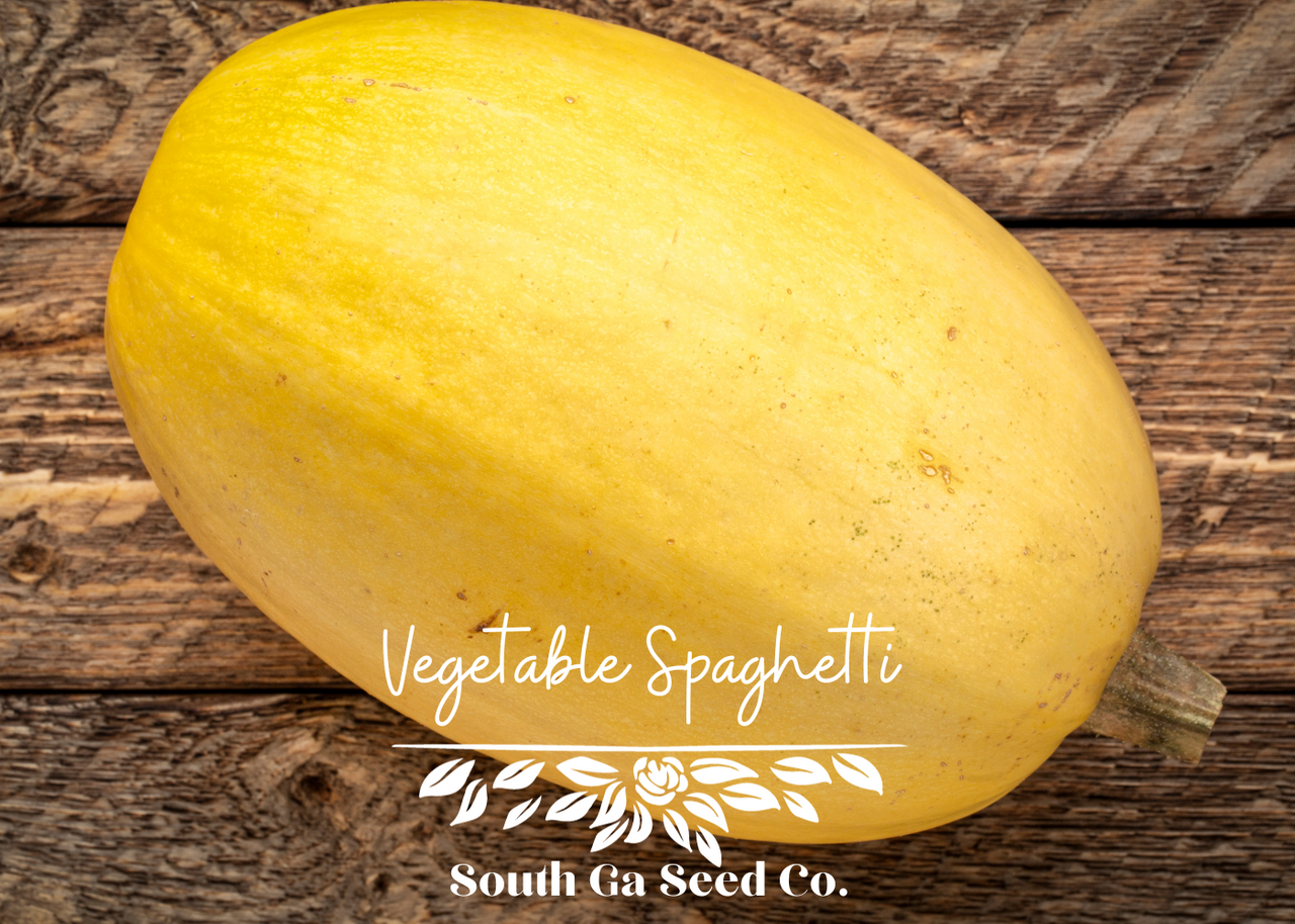 Heirloom Vegetable Spaghetti Squash Seeds | South Ga Seed Co