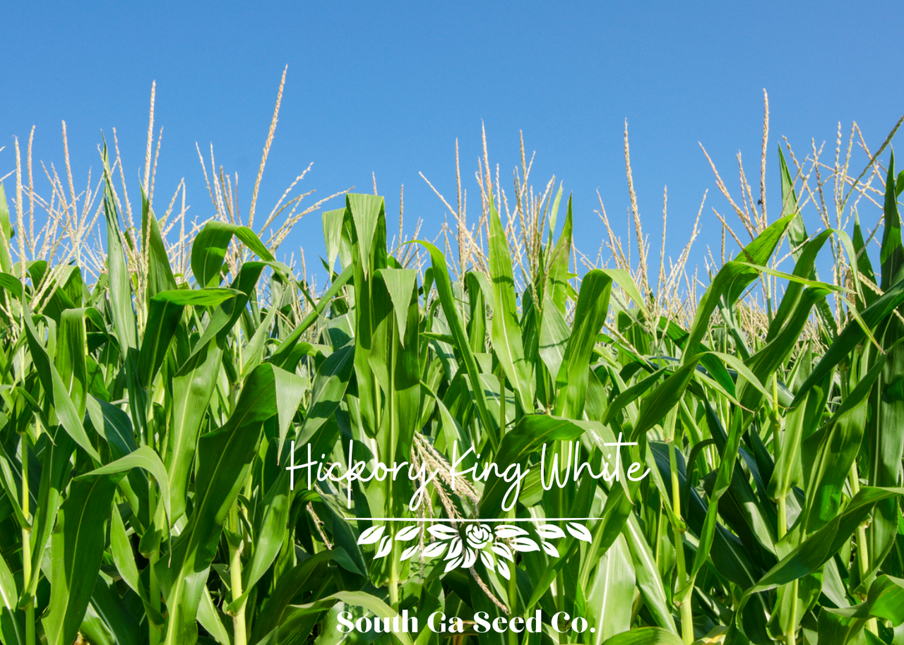 Heirloom Hickory King Corn Seeds | South Ga Seed Co