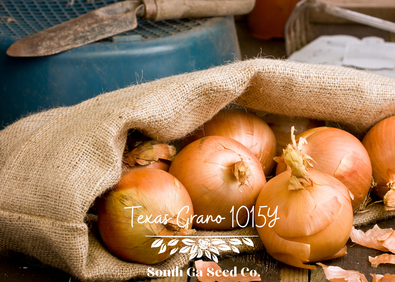 Heirloom Texas Grano 1015Y Onion Seeds | South Ga Seed Co