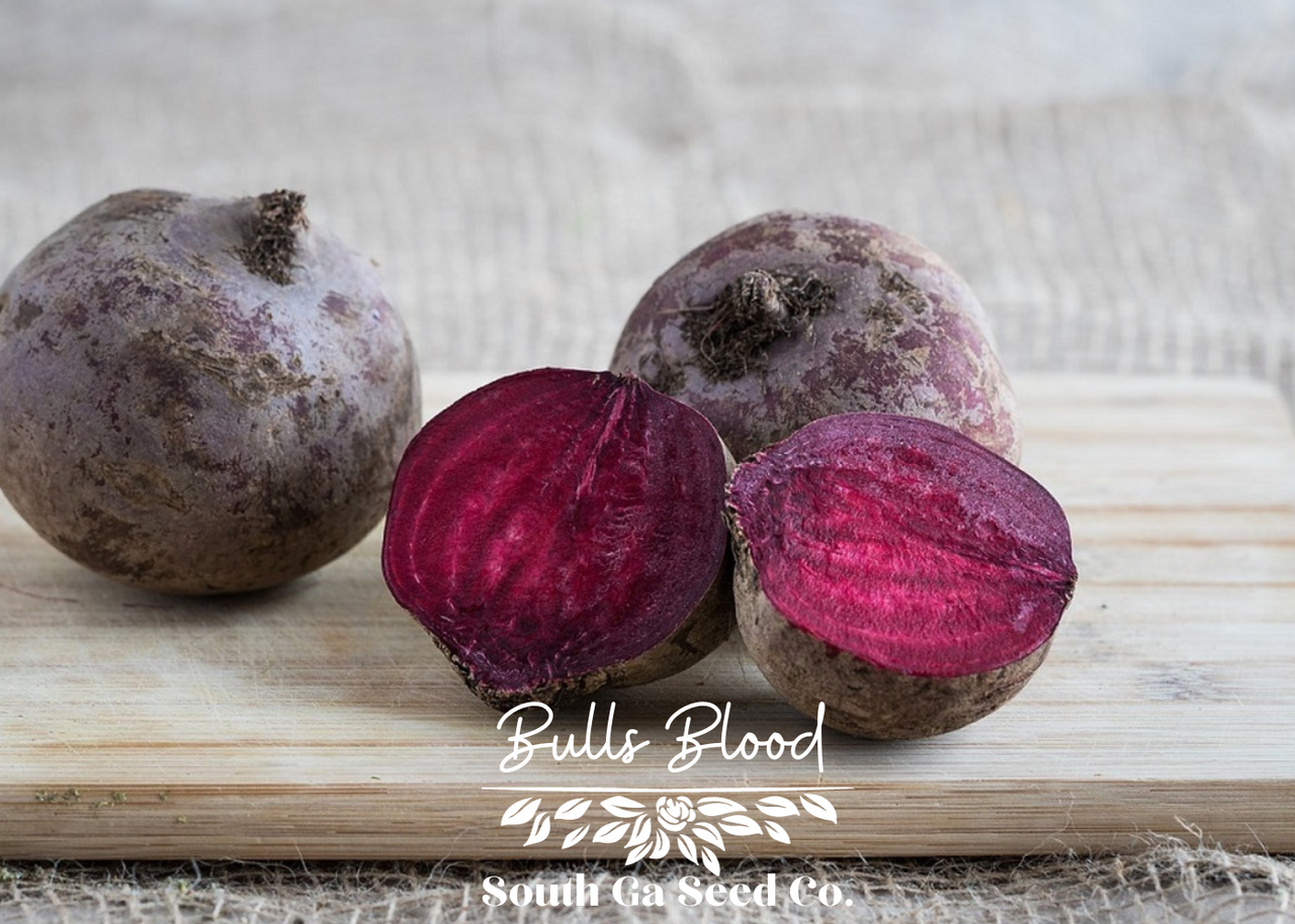 Heirloom Bulls Blood Beet Seeds | South Ga Seed Co