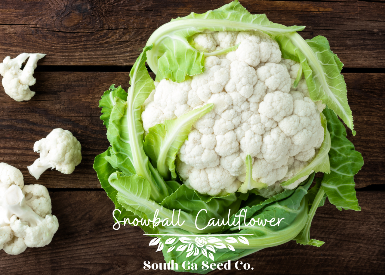 Heirloom Snowball Cauliflower Seeds | South Ga Seed Co