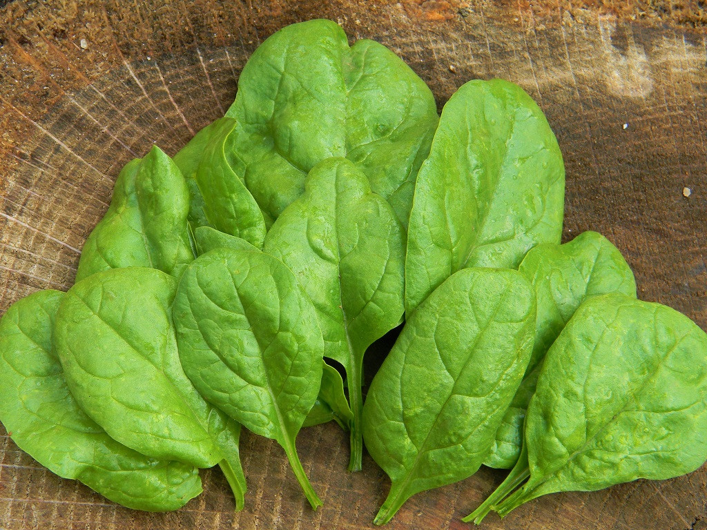 Bloomsdale long Standing Spinach Seeds QTY. 200 - Heirloom Vegetable ...