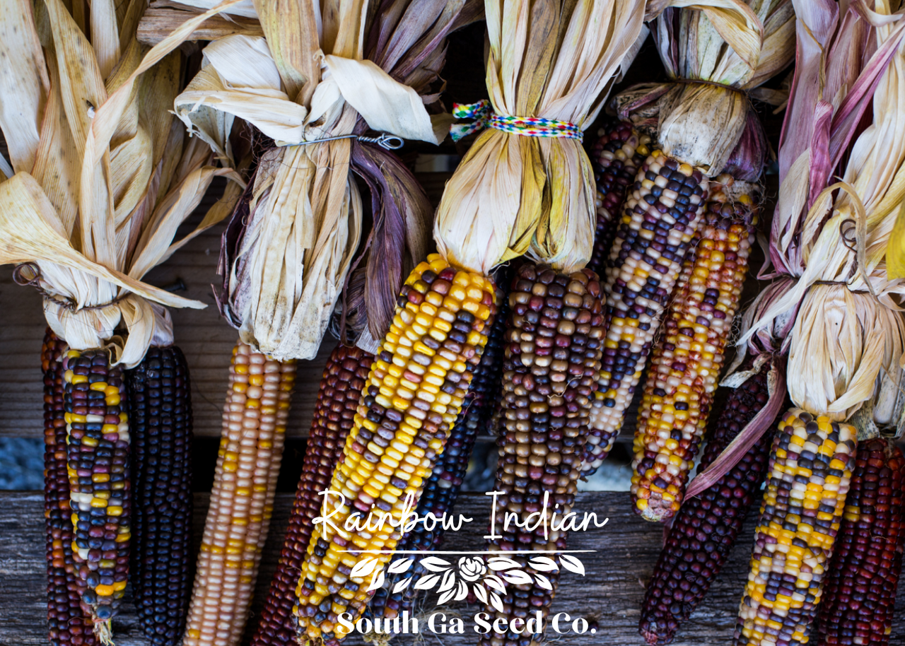 Rainbow Indian Corn Seed Rainbow Corn Seeds Non GMO Rainbow Indian