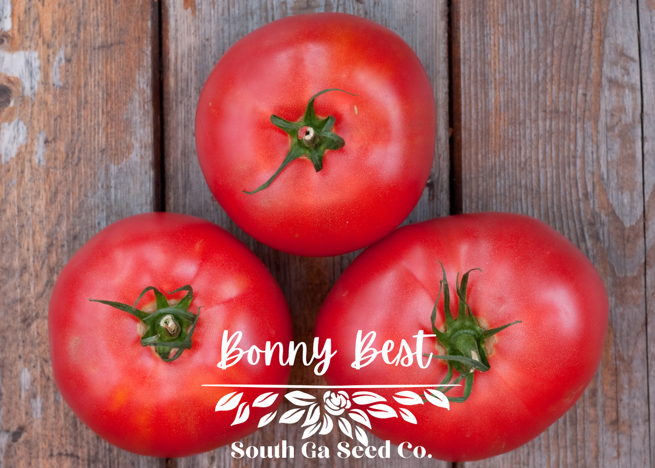 Heirloom Bonny Best Tomato Seeds | South Ga Seed Co