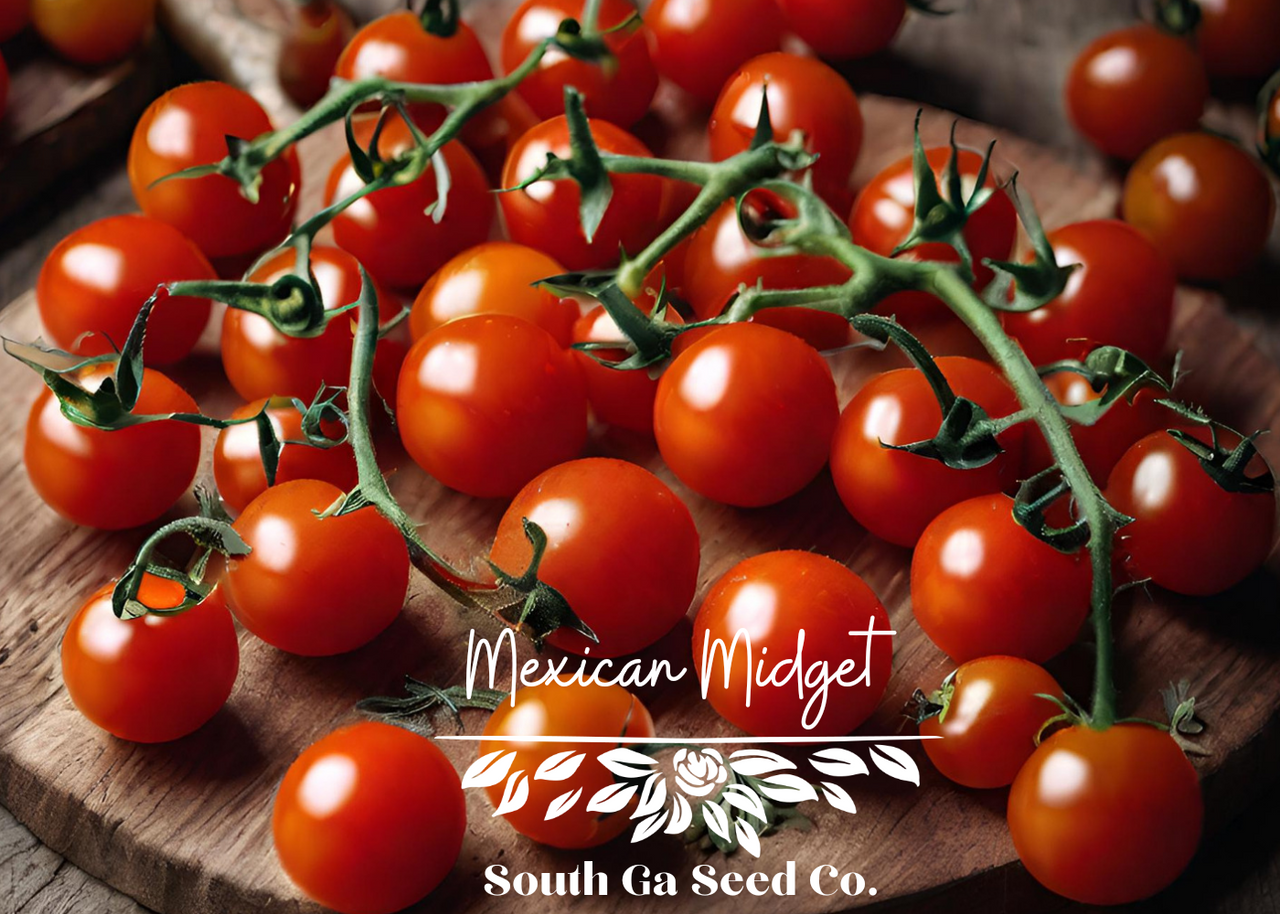 Heirloom Mexican Midget Tomato Seeds | South Ga Seed Co