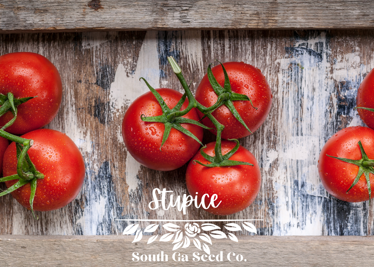 Heirloom Stupice Tomato Seeds | South Ga Seed Co