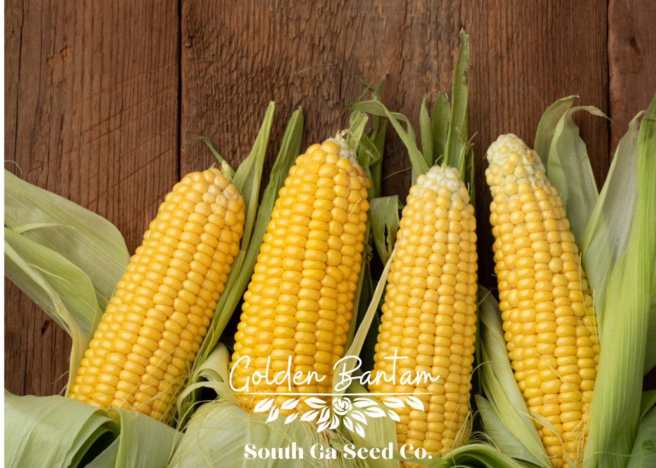Heirloom Golden Bantam Corn Seed | South Ga Seed Co