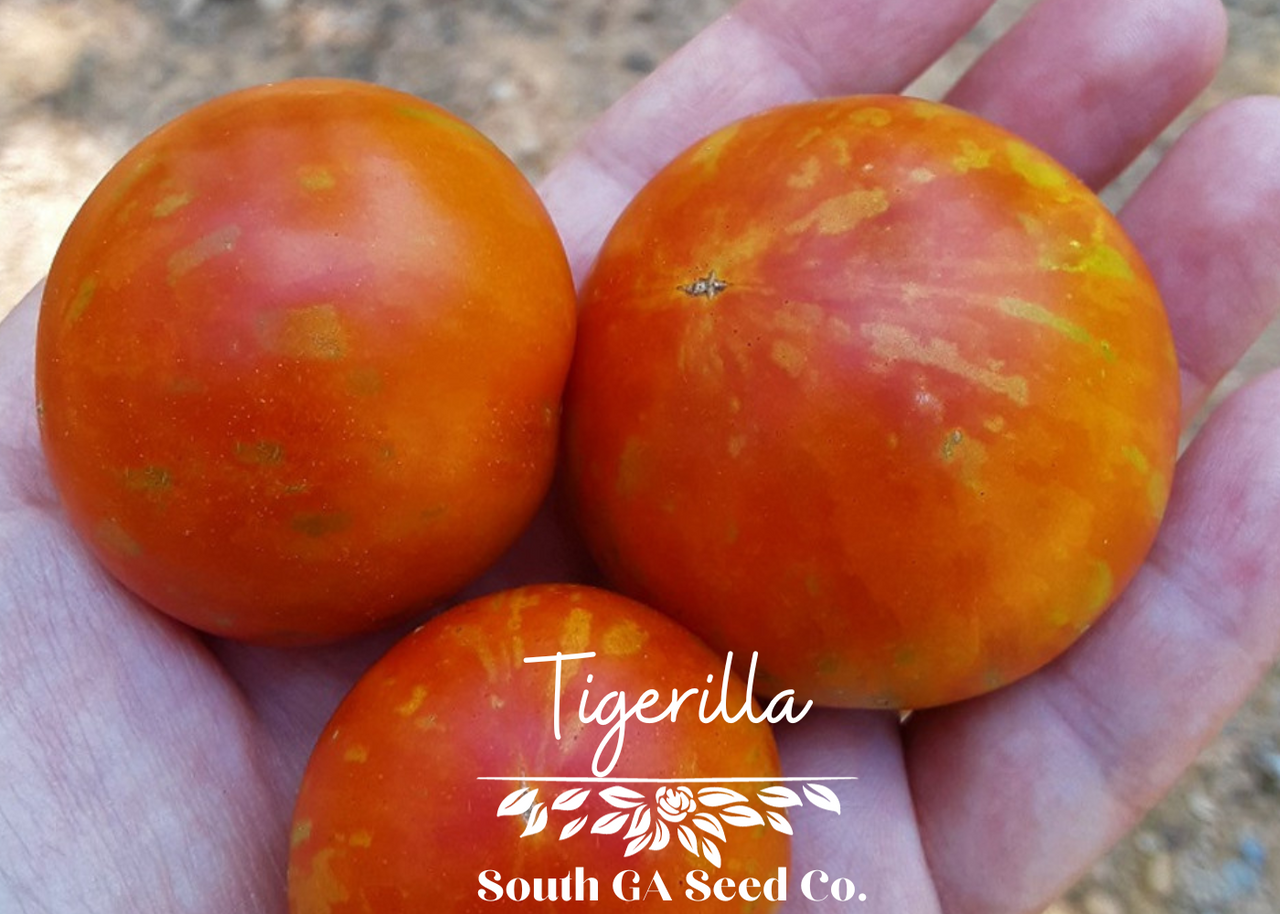 Heirloom Tigerilla Tomato Seeds | South Ga Seed Co