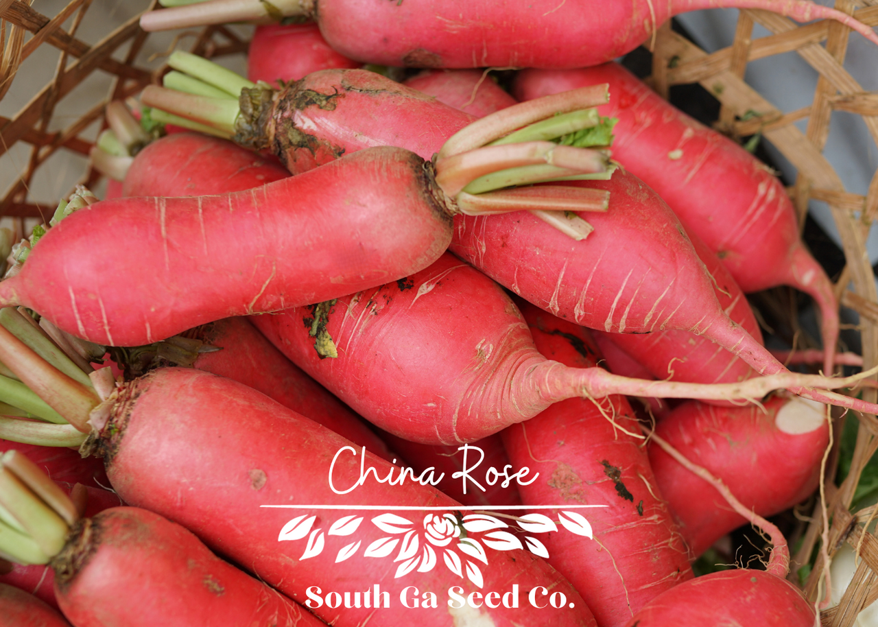 Heirloom China Rose Radish Seeds | South Ga Seed Co