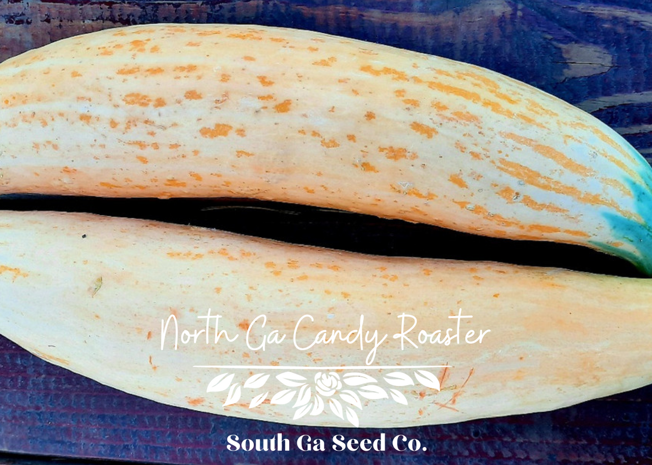Heirloom North GA Candy Roaster Seeds | South Ga Seed Co