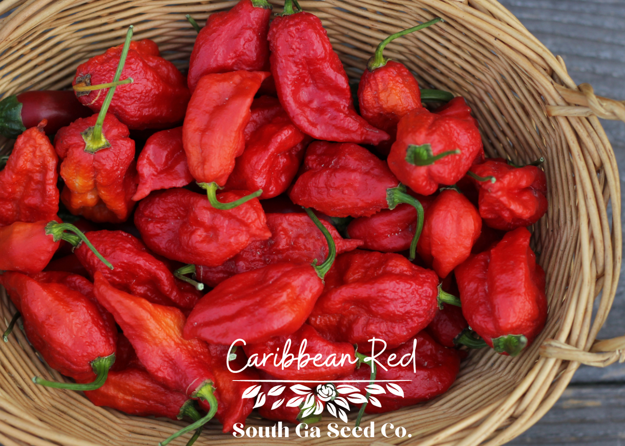 Heirloom Caribbean Red Pepper Seeds | South Ga Seed Co