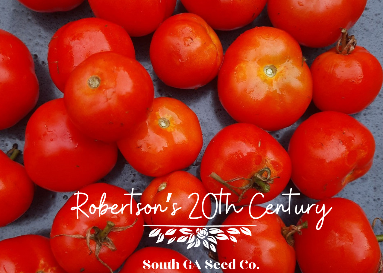 Heirloom Robertson's 20th Century Tomato Seeds | South Ga Seed Co