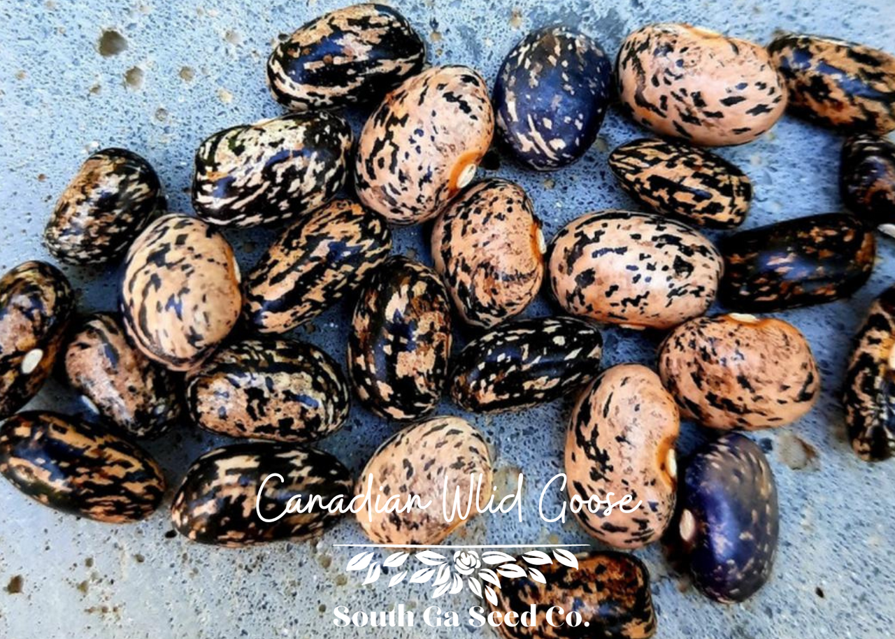 Heirloom Canadian Wild Goose Bean Seeds | South Ga Seed Co
