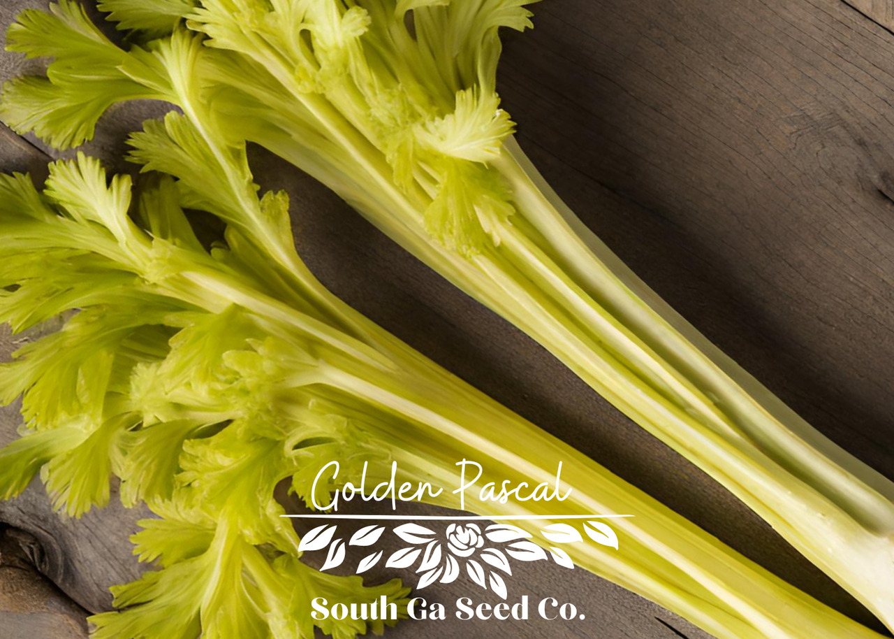 Heirloom Golden Pascal Celery Seeds | South Ga Seed Co