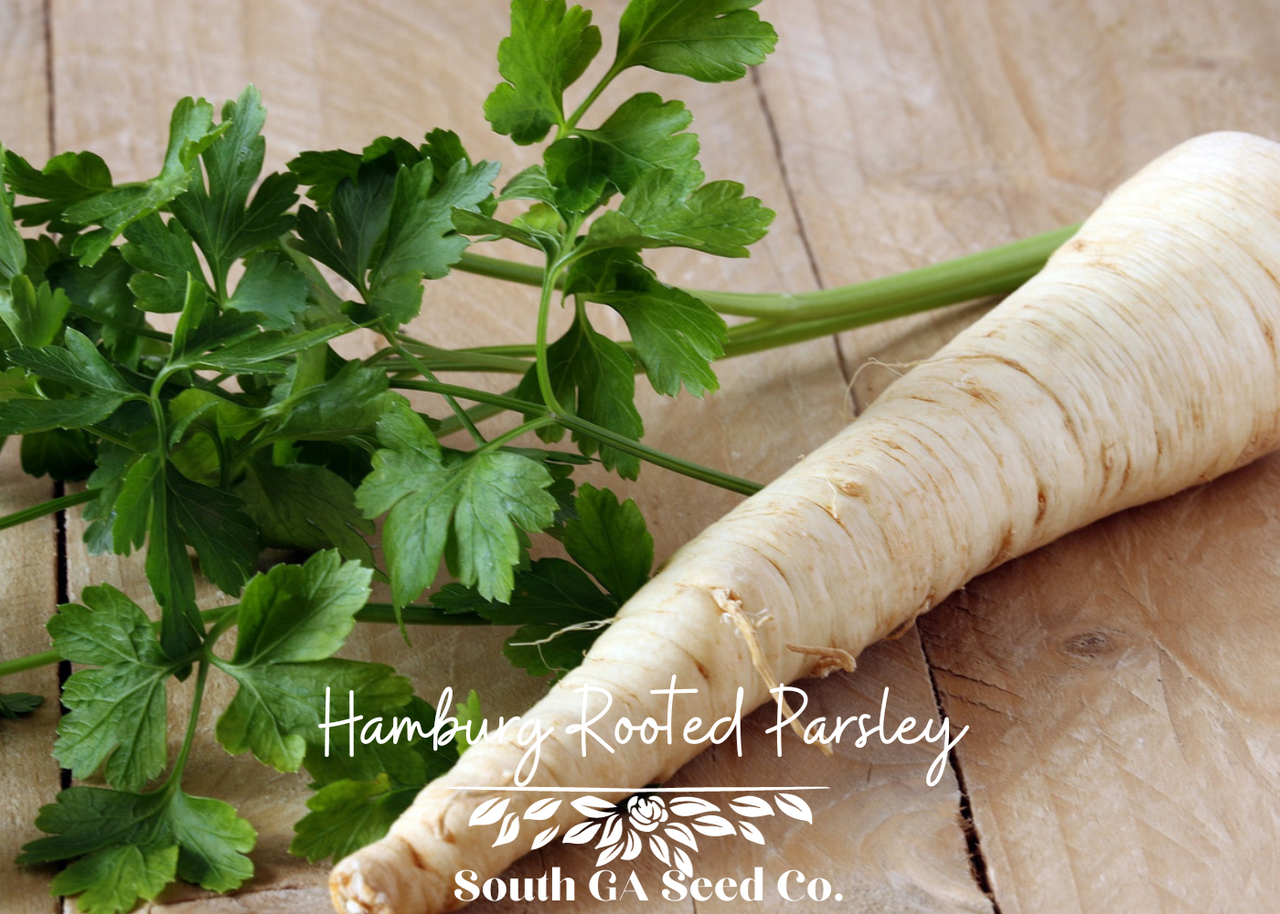 Heirloom Hamburg Rooted Parsley Seeds | South Ga Seed Co