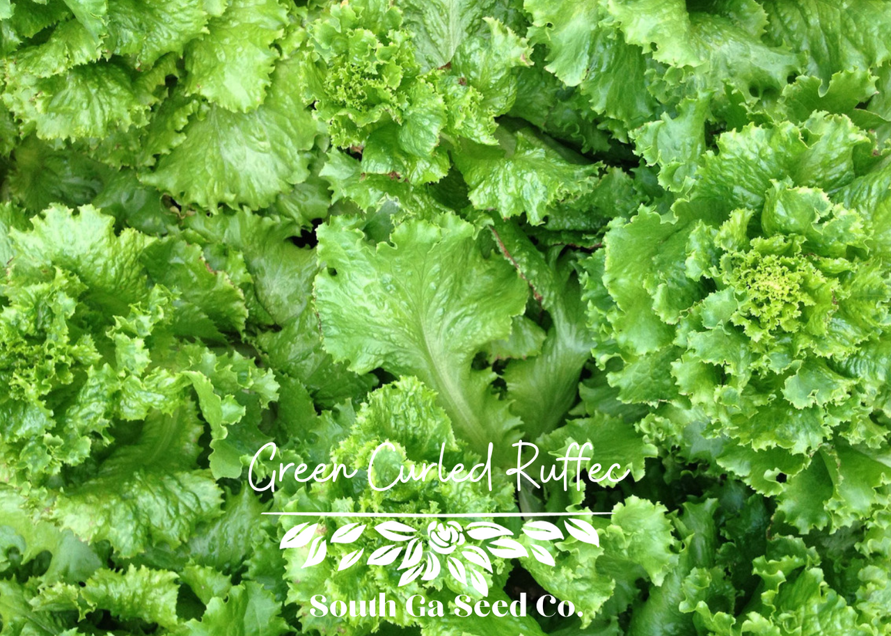Heirloom Green Curled Ruffec Seeds | South Ga Seed Co Heirloom Green Curled Ruffec Seeds | South Ga Seed Co