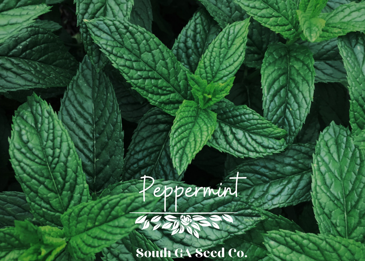 Heirloom Peppermint Herb Seeds | South Ga Seed Co