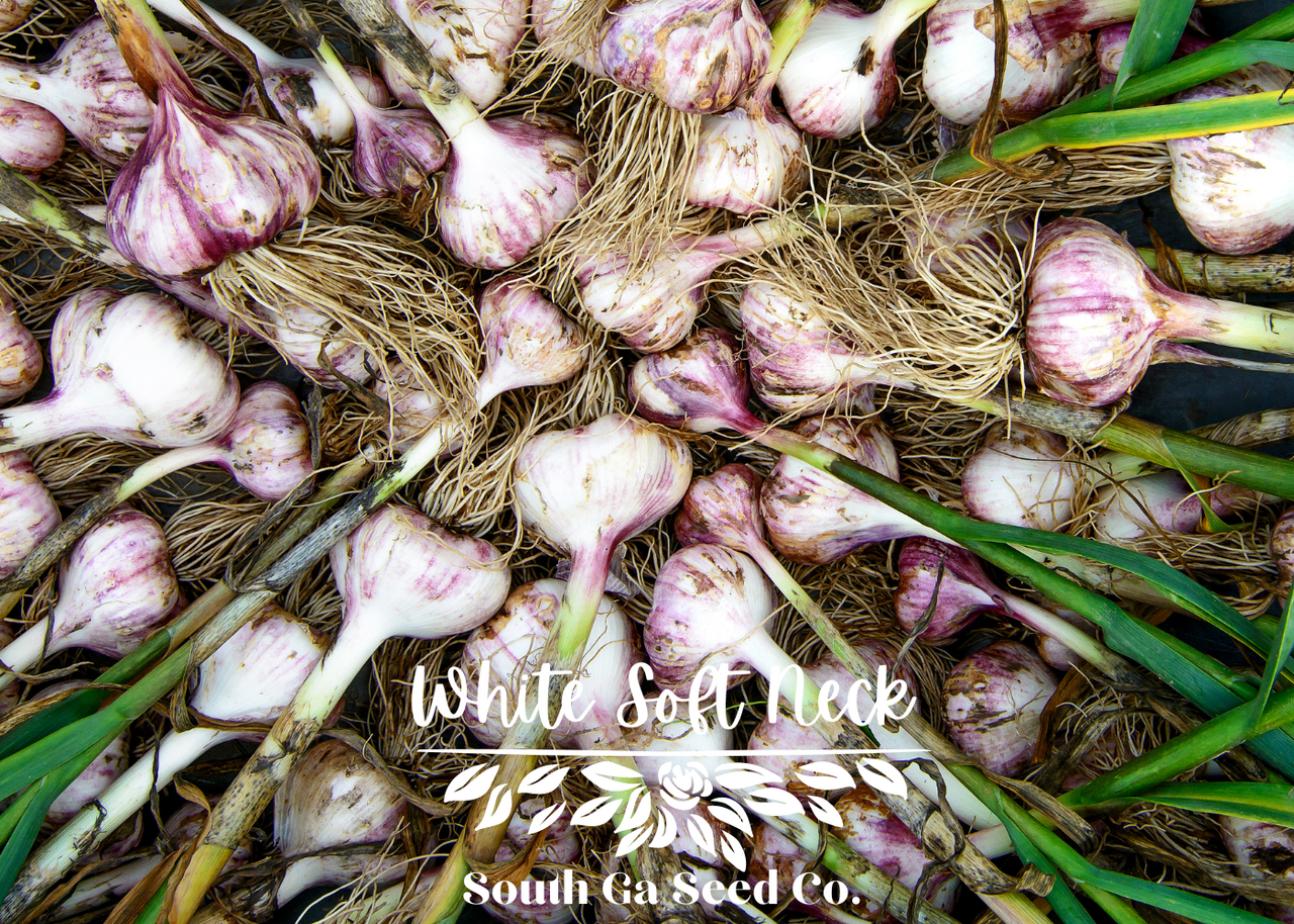 Appalachian White Softneck Garlic | South GA Seed Co