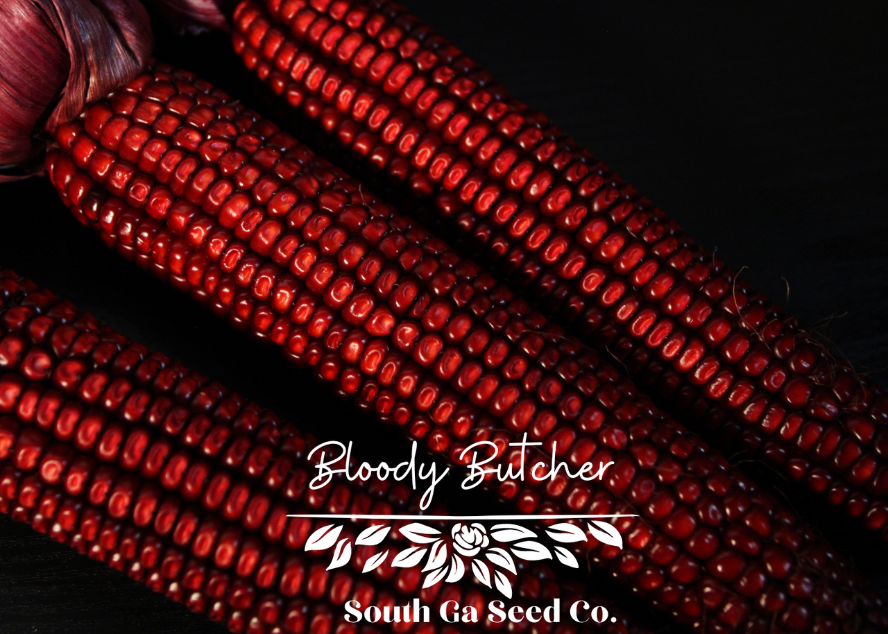 Bloody Butcher Corn Seed | South GA Seed Co