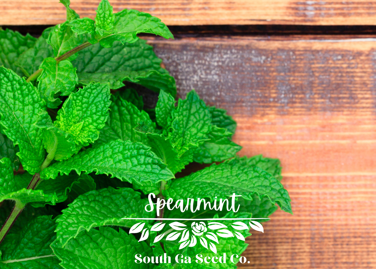 Spearmint Seeds | South GA Seed Co