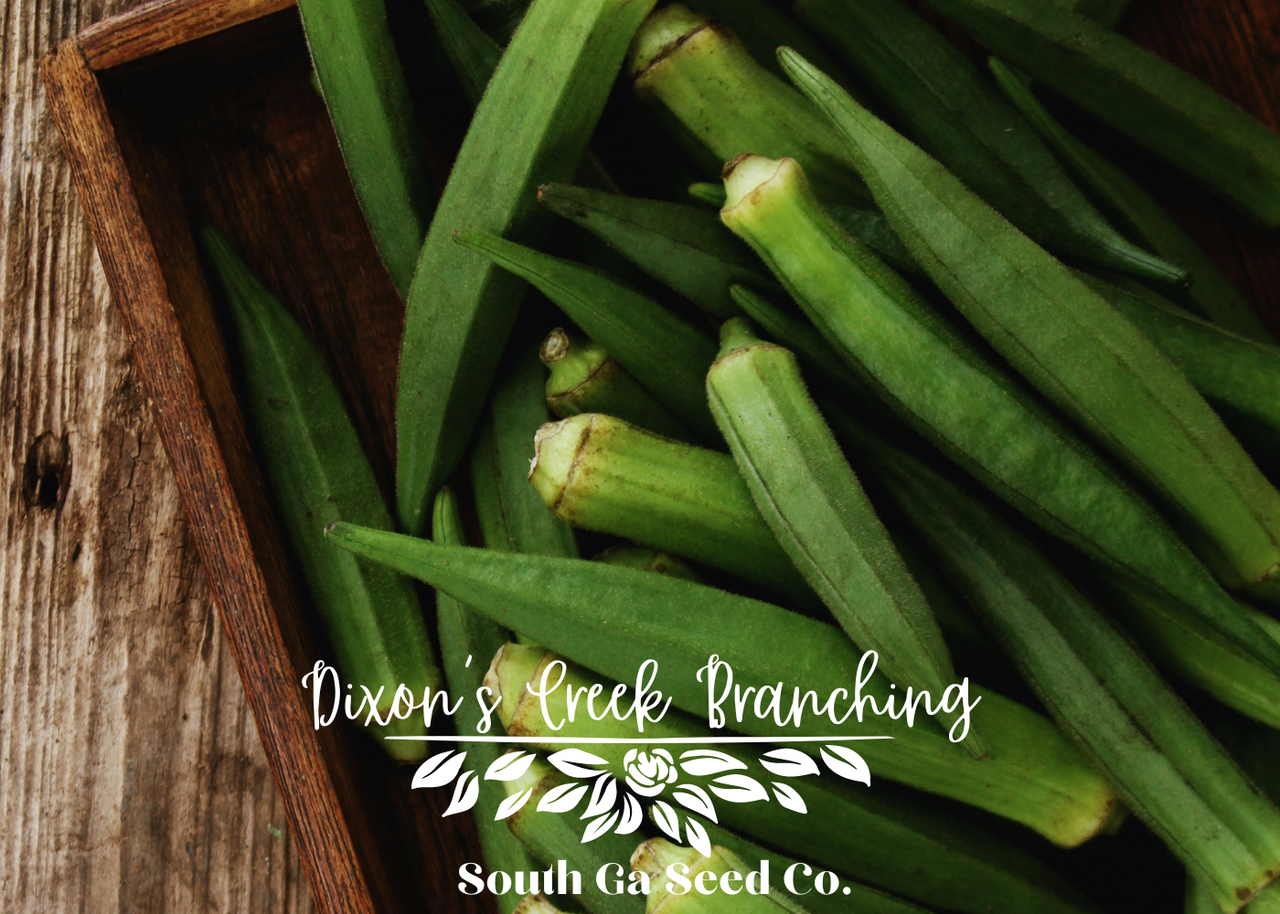 Heirloom Dixon's Creek Branching Tree Okra Seeds | South GA Seed Co