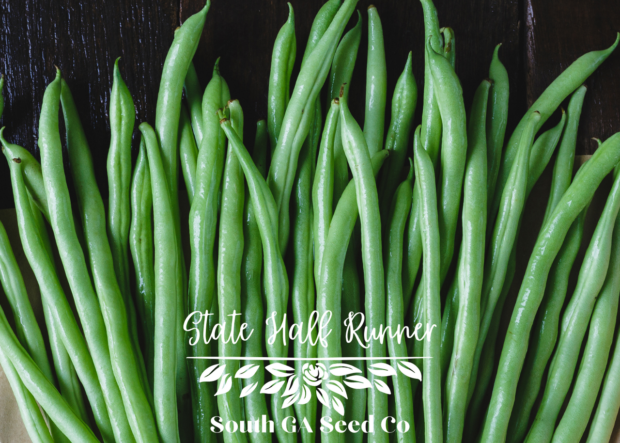 Heirloom State Half Runner Bean Seed | South GA Seed Co