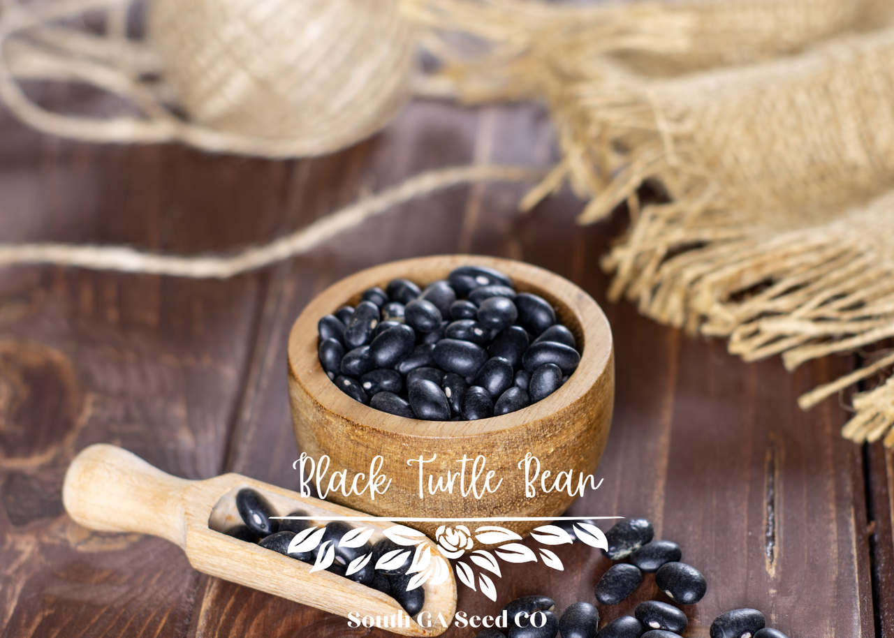 Black Turtle Bean Seed | South GA Seed Co