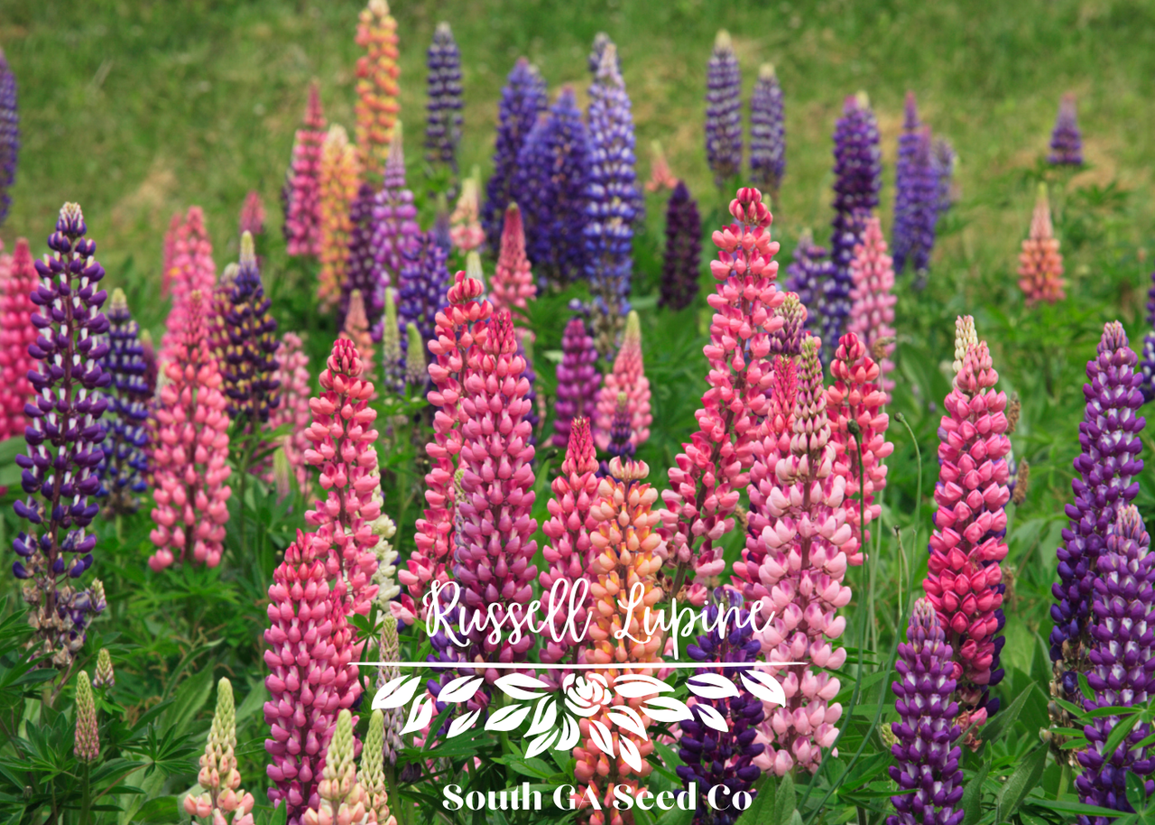 Russell Lupine Seeds | South GA Seed Co