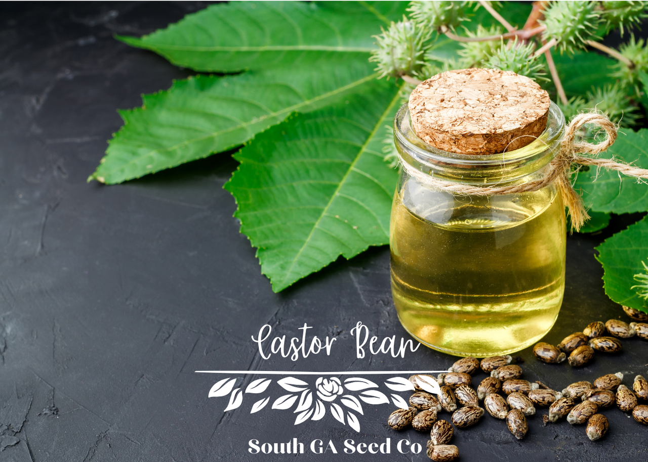 Castor Bean Seeds | South GA Seed Co.