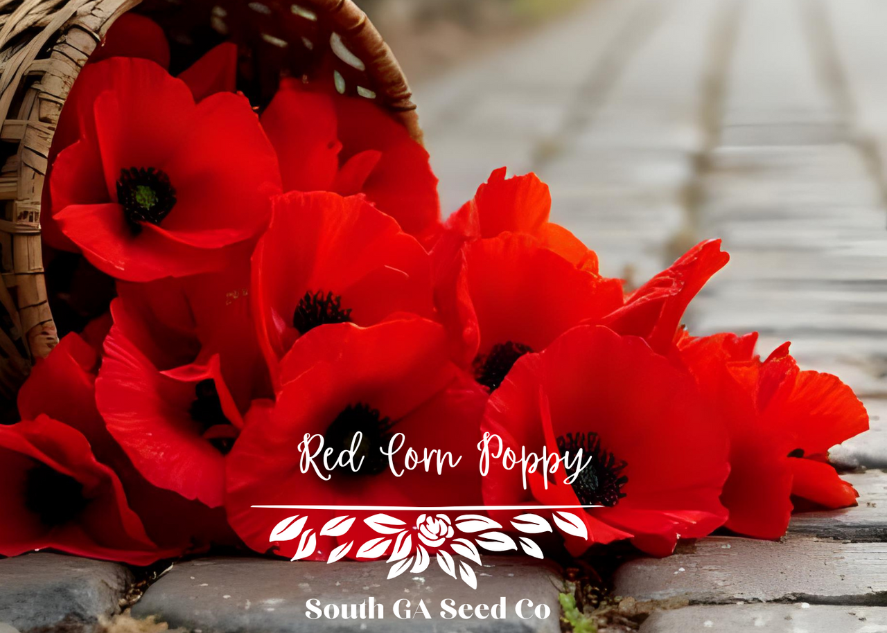 Red Corn Poppy Seeds