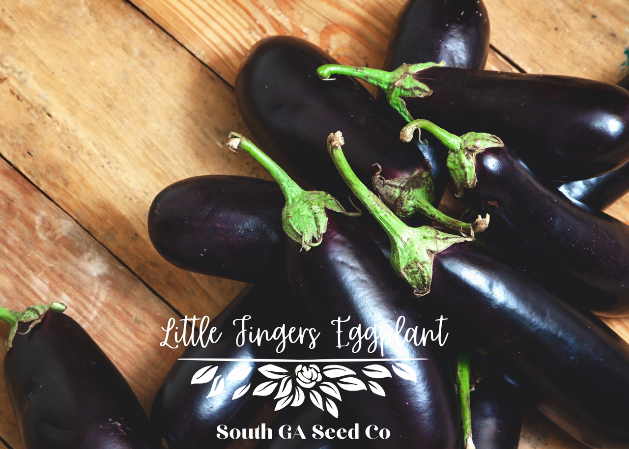 Little Fingers Eggplant Seeds