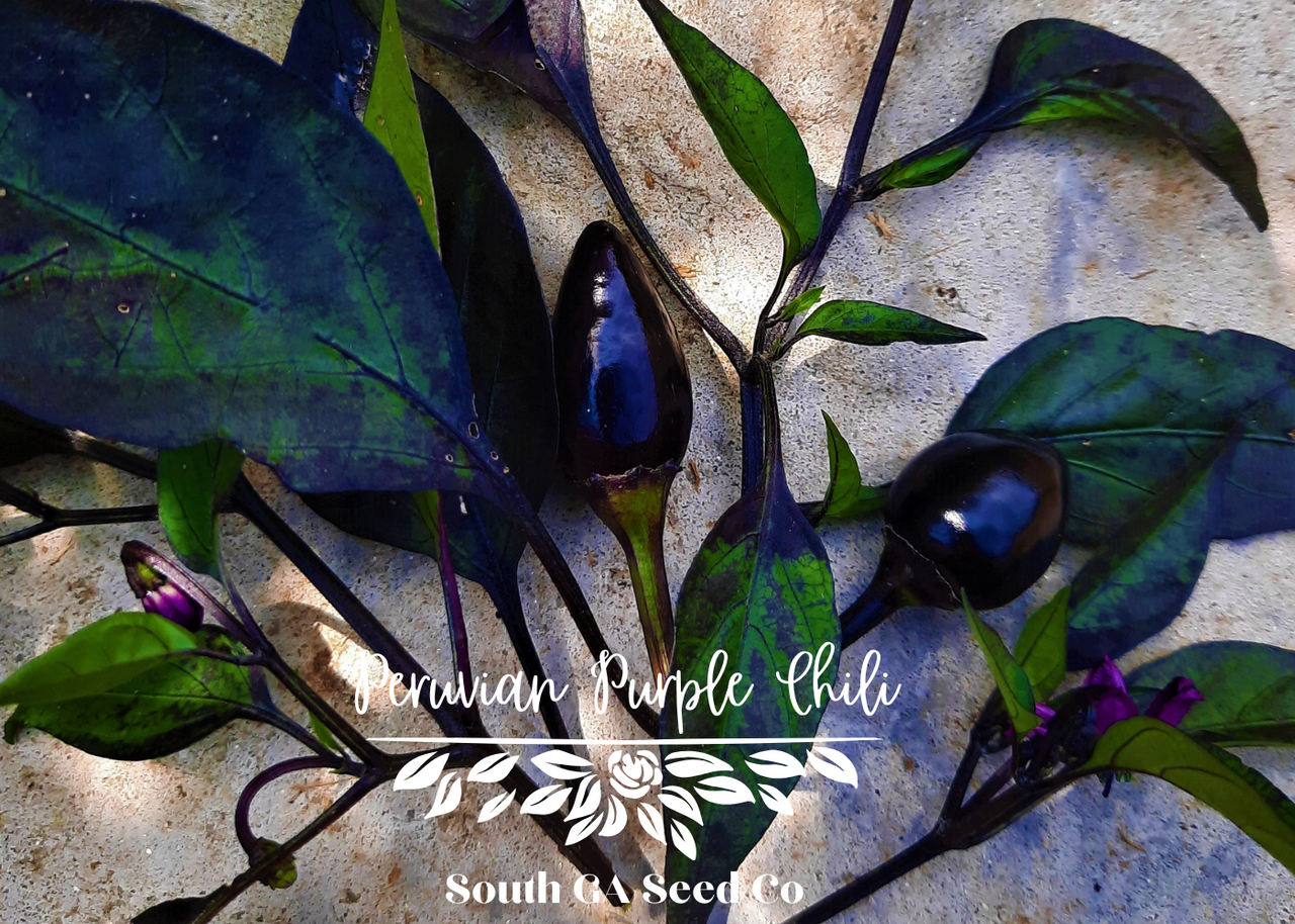 Peruvian Purple Chili Pepper Seeds