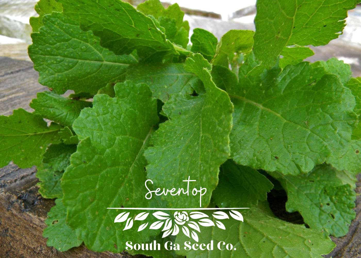 Heirloom Seventop Turnip Seeds | South Ga Seed Co