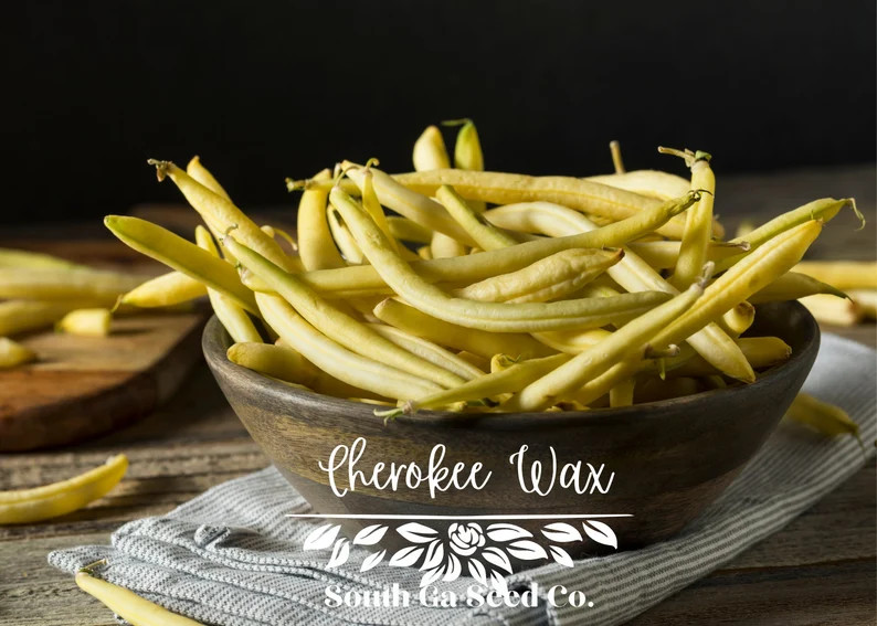 Heirloom Cherokee Wax Bush Bean Seeds | South Ga Seed Co