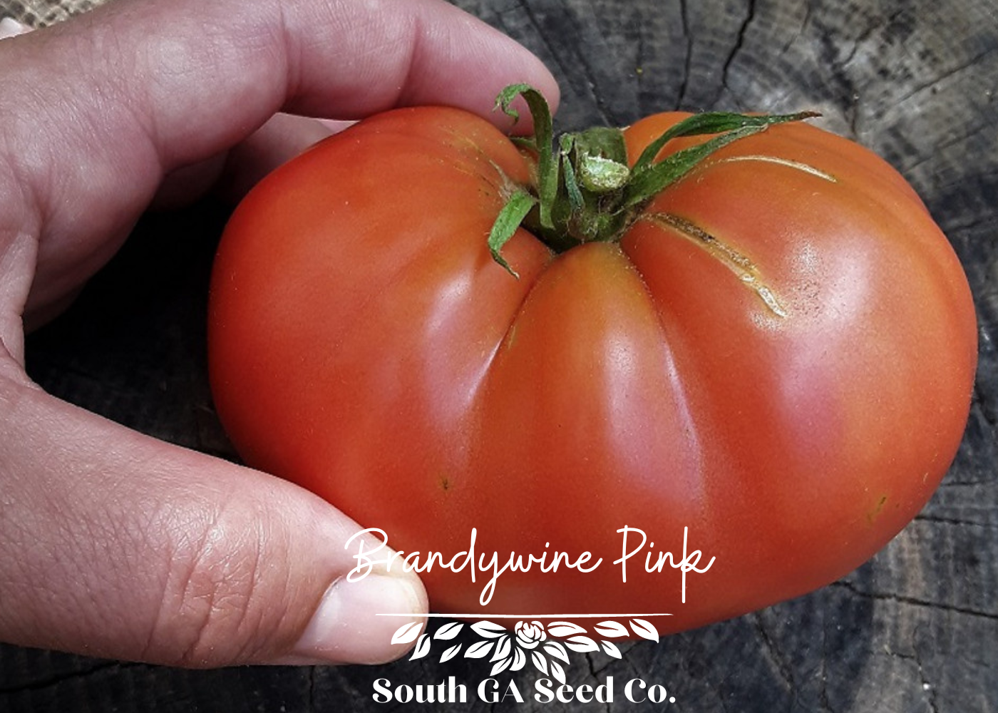 Heirloom Brandywine Pink Tomato Seeds | South Ga Seed Co