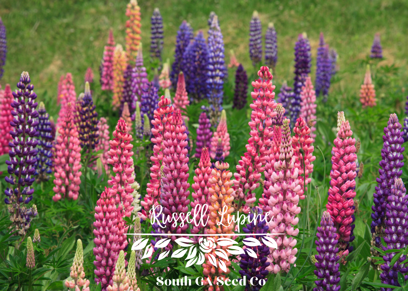 Russell Lupine Seeds | South GA Seed Co