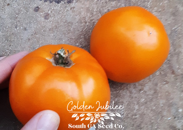 Heirloom Golden Jubilee Tomato Seeds | South Ga Seed Co