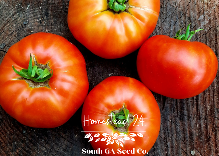 Heirloom Homestead 24 Tomato Seeds | South Ga Seed Co