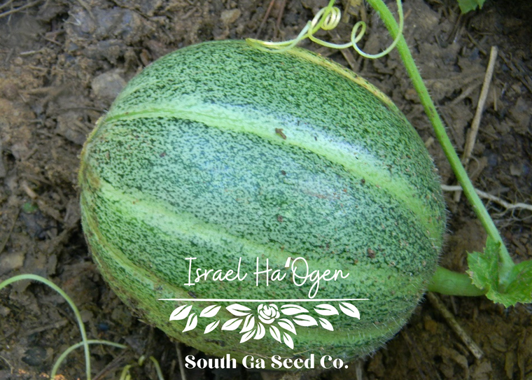 Heirloom Israel Ha' Ogen MelonSeeds | South Ga Seed Co