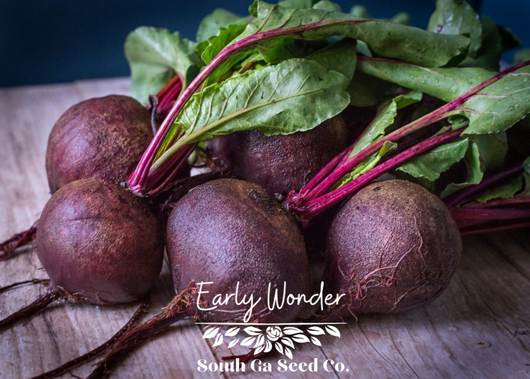 Heirloom Early Wonder Beet Seeds | South Ga Seed Co