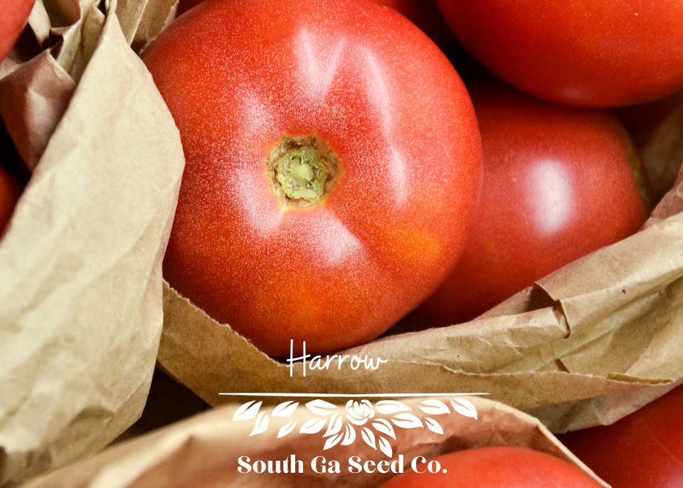 Heirloom Harrow Tomato Seeds | South Ga Seed Co