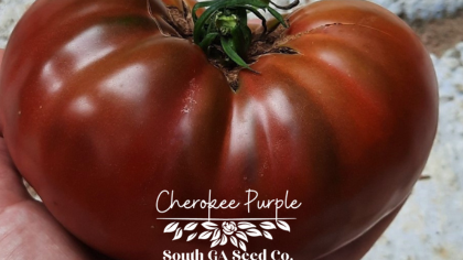 All about the Cherokee Purple Tomato - Heirloom Vegetable Seeds | South ...