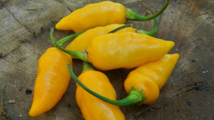 All about the Datil pepper and a Datil pepper jelly recipe. - Heirloom ...