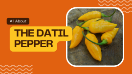 All about the Datil pepper and a Datil pepper jelly recipe. - Heirloom ...